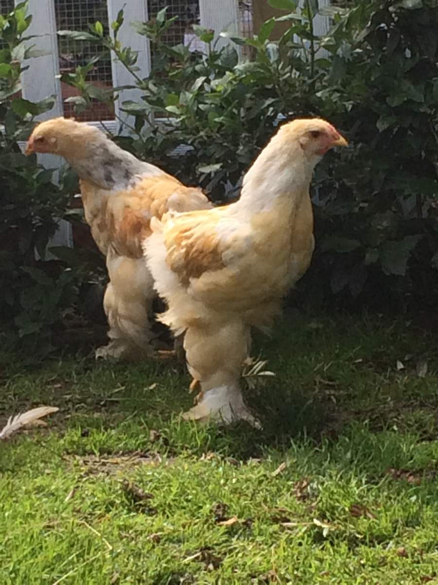 Brahma For Sale | Chickens | Breed Information | Omlet