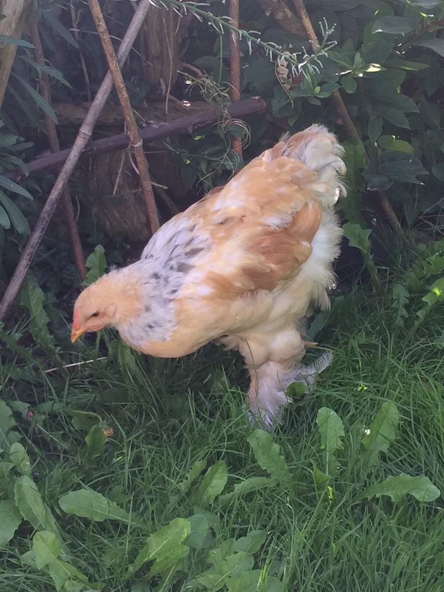 Brahma For Sale | Chickens | Breed Information | Omlet
