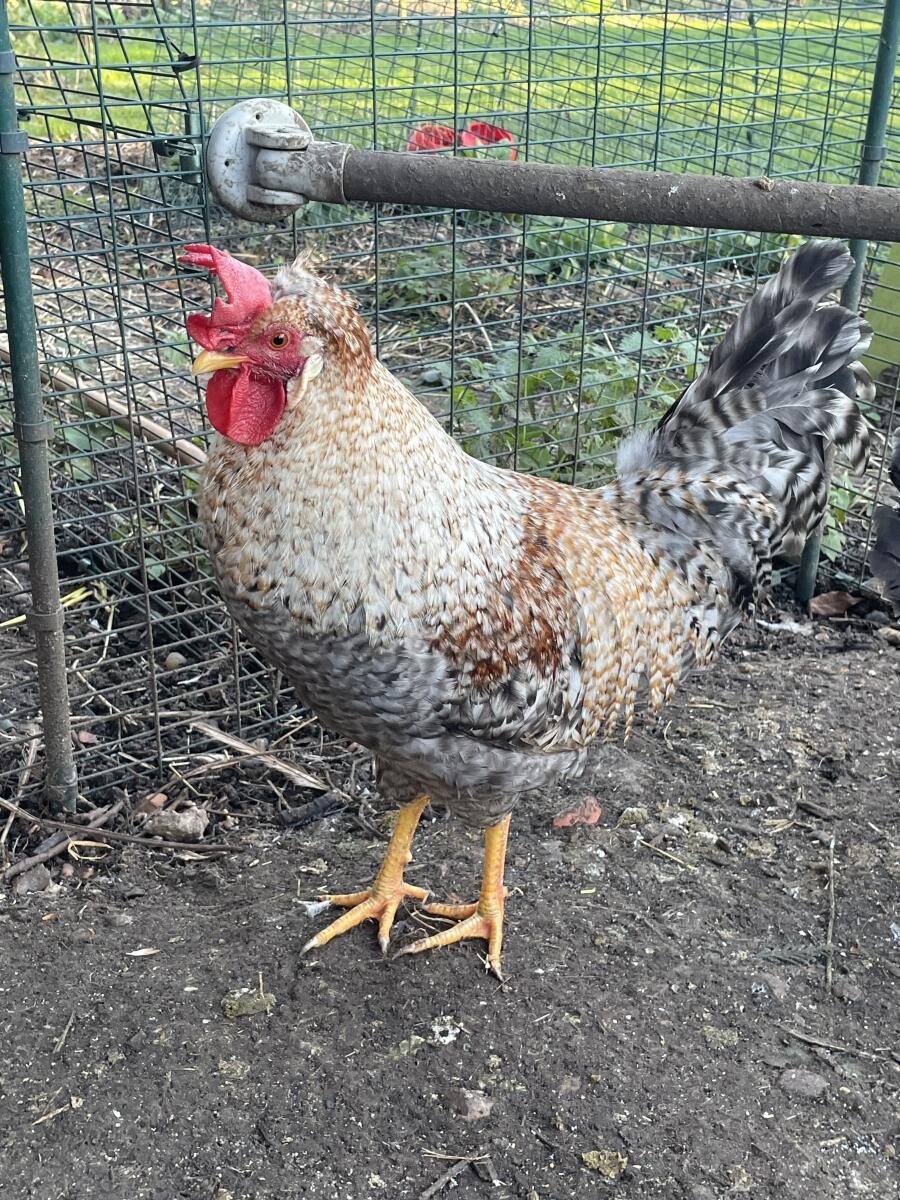 Cream Legbar Chickens | Cream Legbar For Sale | Chicken Breeds