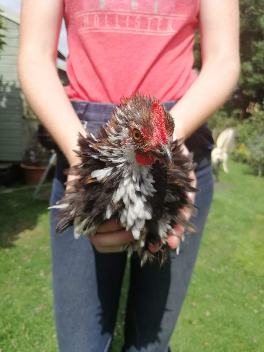 Frizzle For Sale | Chickens | Breed Information | Omlet