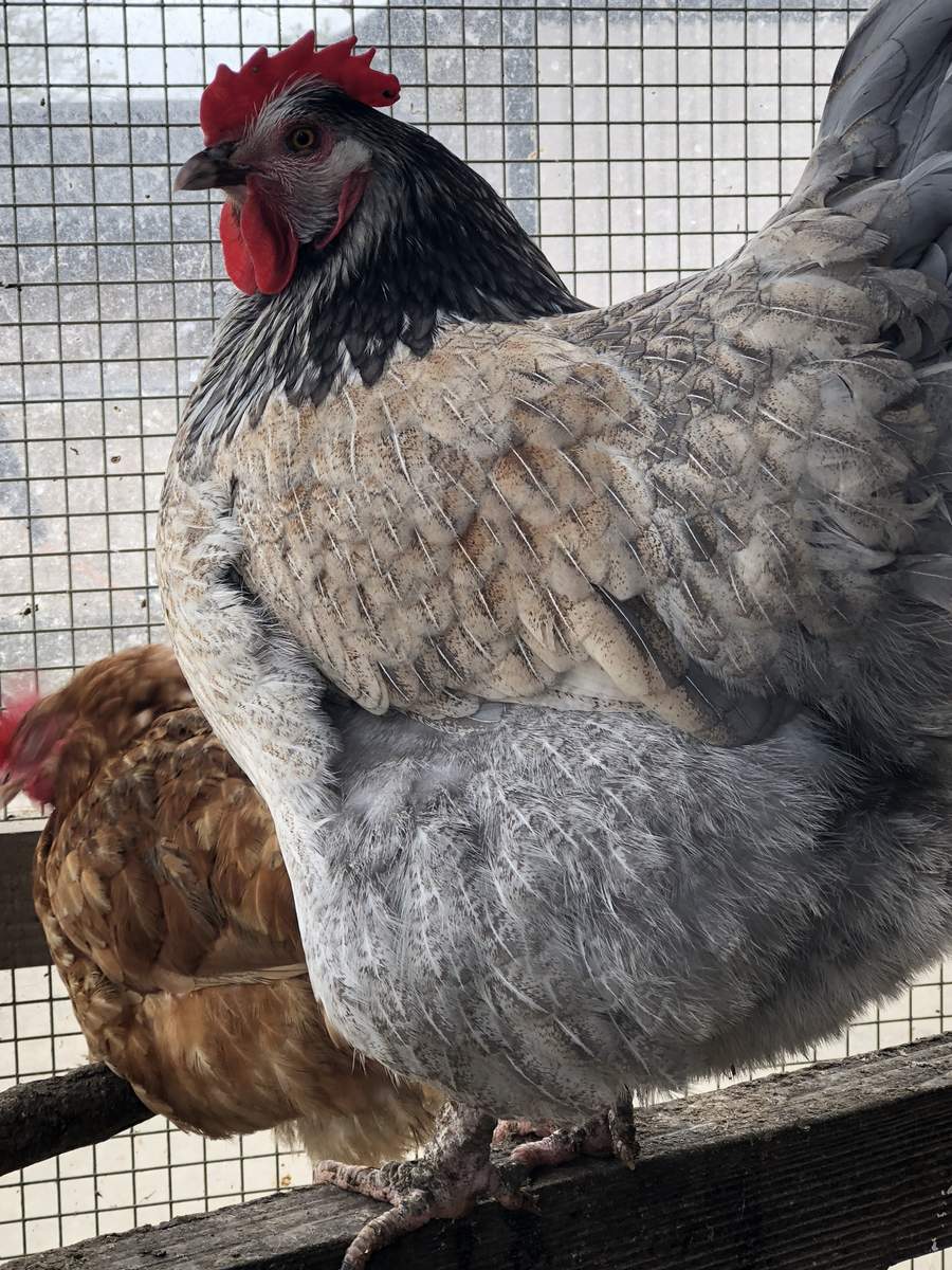 Orpington For Sale | Chickens | Breed Information | Omlet