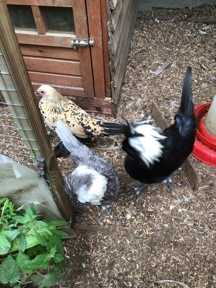 Polish Chickens | Polish For Sale | Chicken Breeds