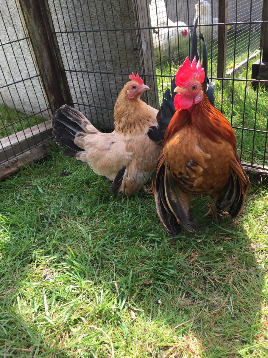 Serama Chickens | Serama For Sale | Chicken Breeds