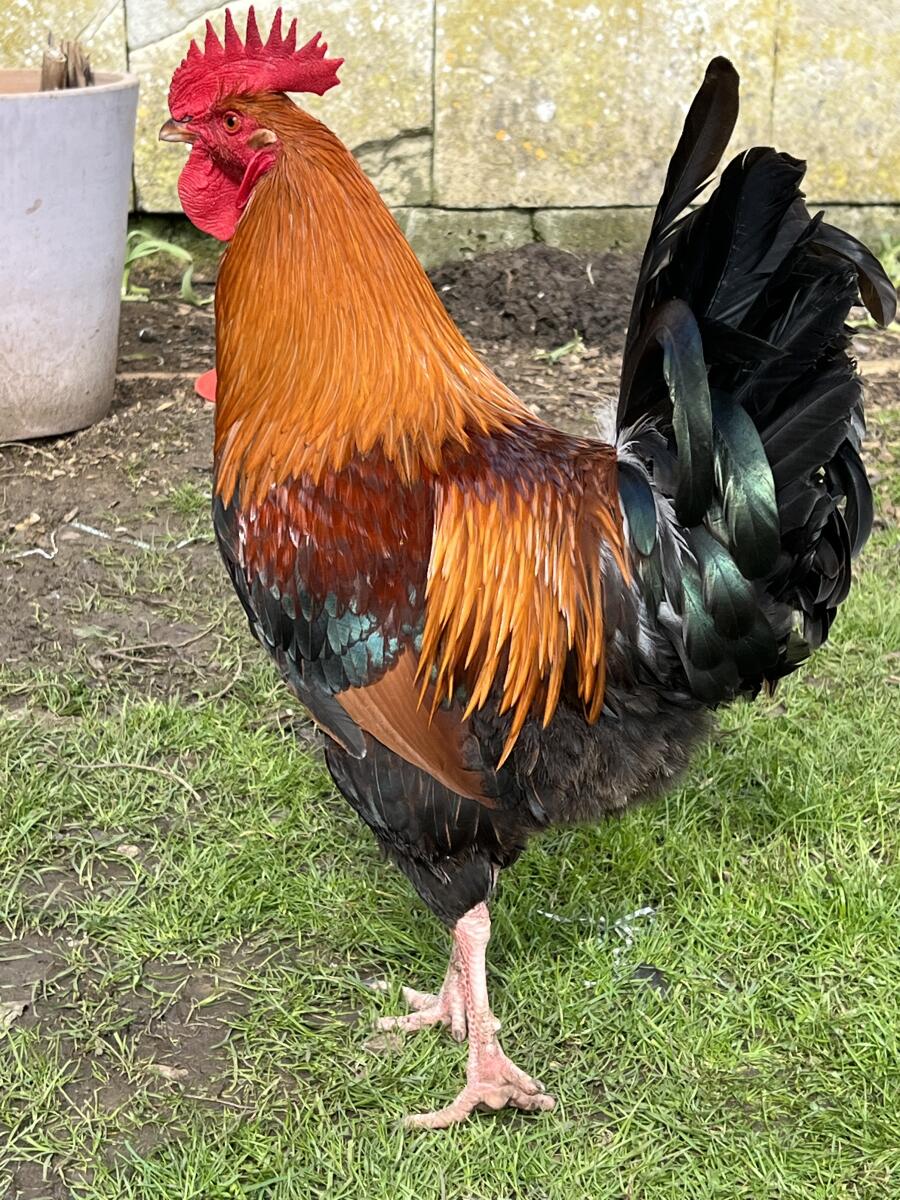 Welsummer Chickens | Welsummer For Sale | Chicken Breeds