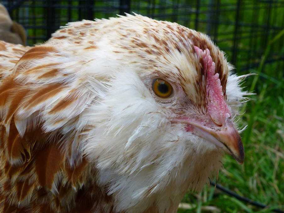 Faverolle For Sale | Chickens | Breed Information | Omlet