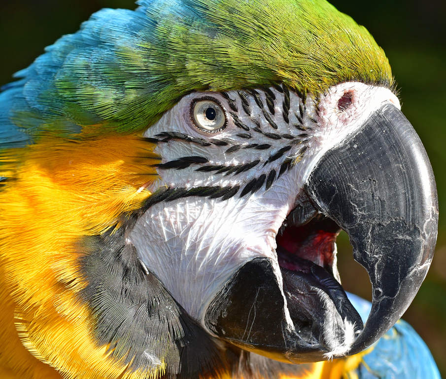 Blue and Yellow Macaw | Parrots | Breed Information | Omlet