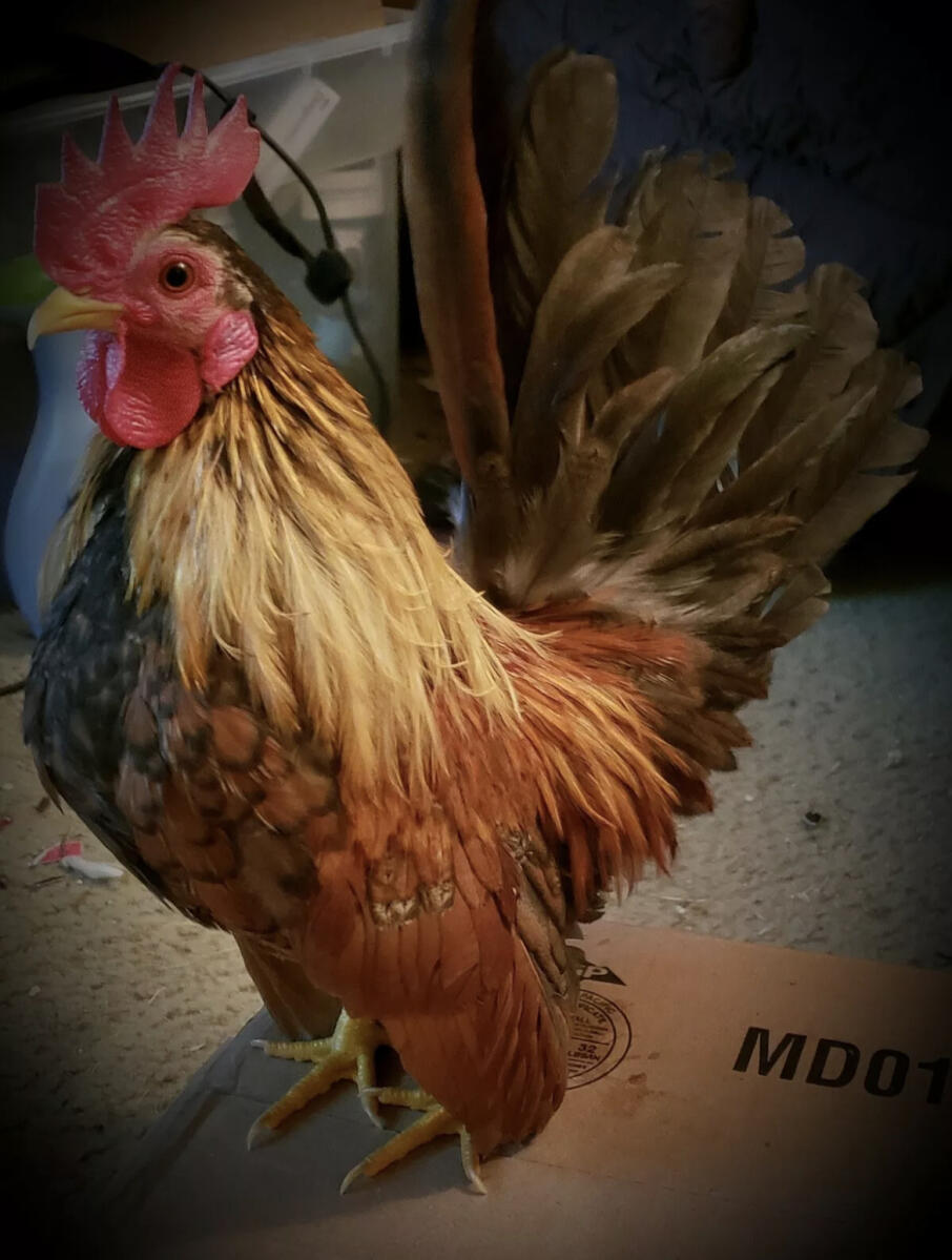 SHARON DOWNING | Adverts | Omlet