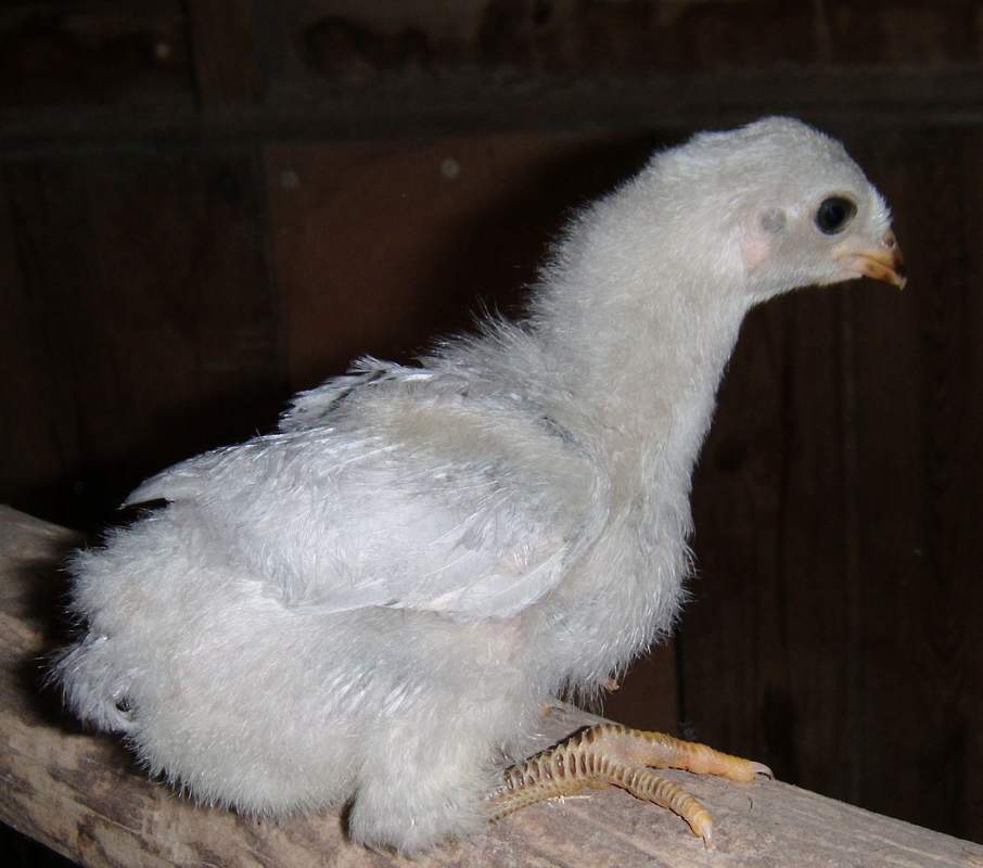 Araucana For Sale | Chickens | Breed Information | Omlet