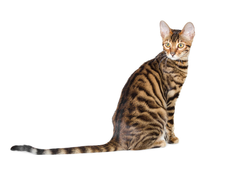 Toyger | Cats | Breed Information | Omlet