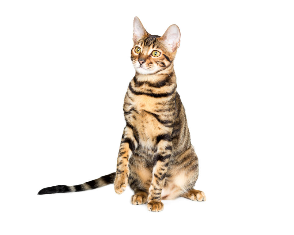Toyger | Cats | Breed Information | Omlet