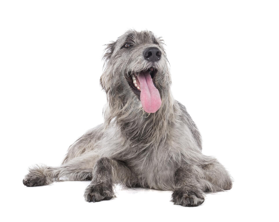 Irish Wolfhound | Dogs | Breed Information | Omlet