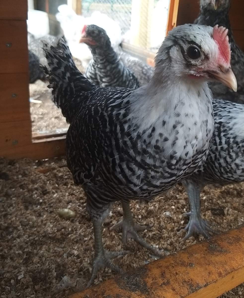 Campine For Sale | Chickens | Breed Information | Omlet