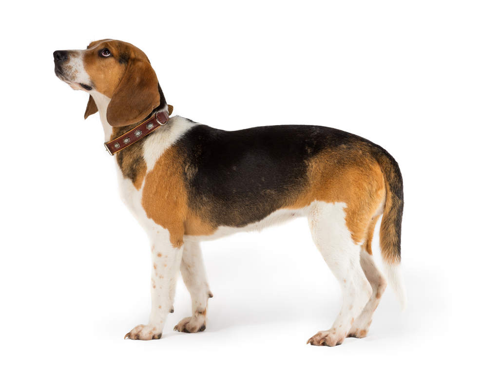 Beagle Dogs