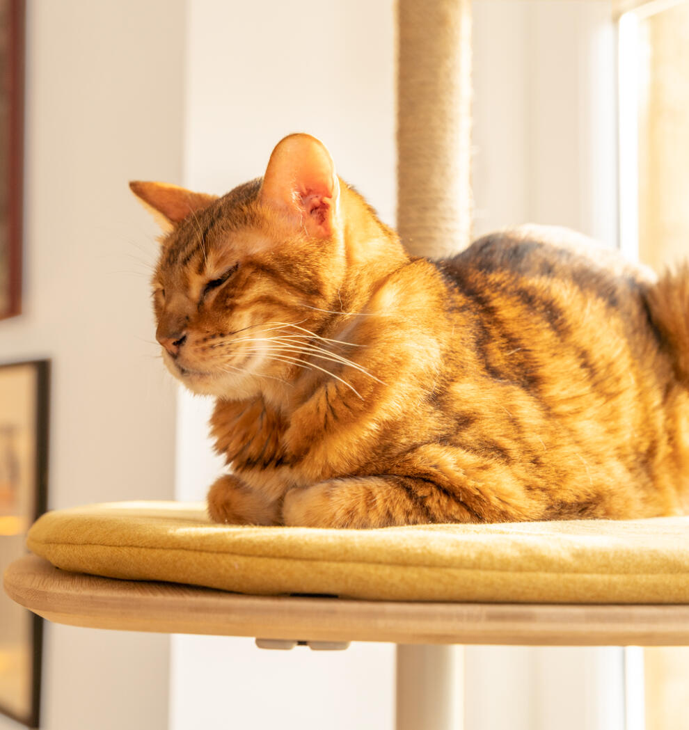 Freestyle Floor to Ceiling Cat Tree - Customisable Cat Tower | Omlet
