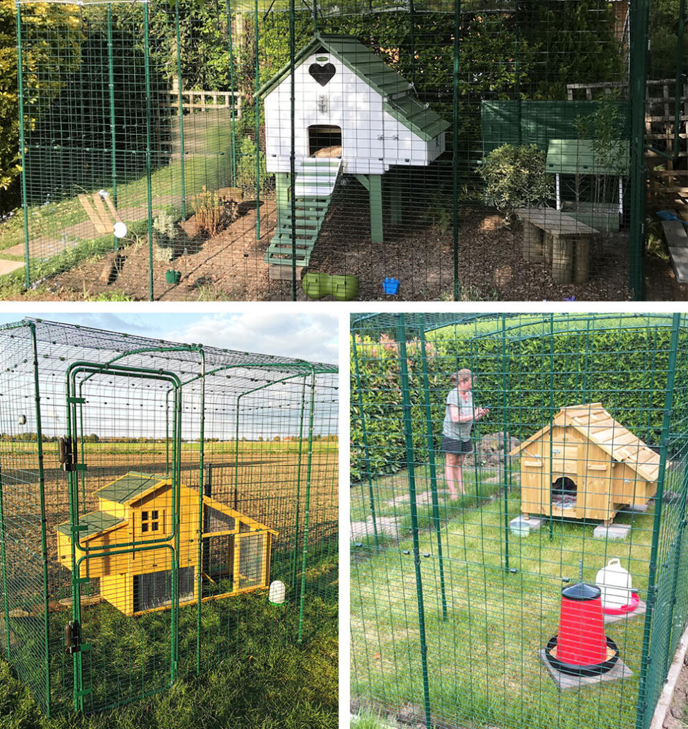 Large Walk in Chicken Runs | Omlet