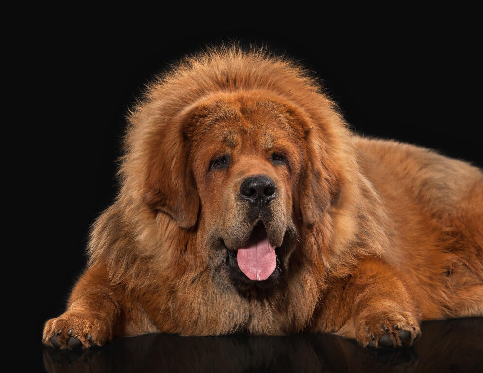 Tibetan Mastiff Dogs