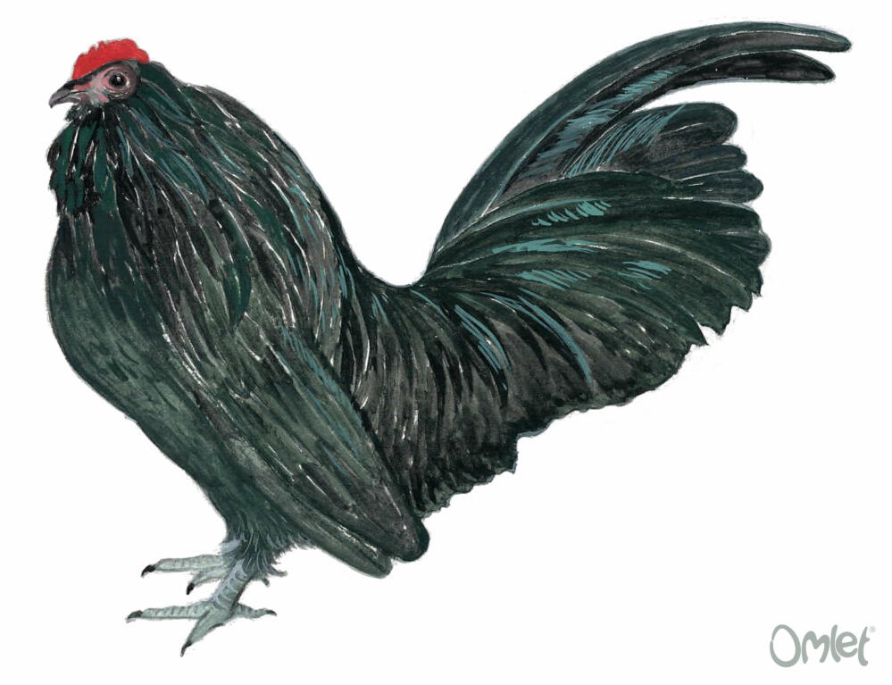 Barbu d'Anvers Chickens | Barbu d'Anvers For Sale | Chicken Breeds