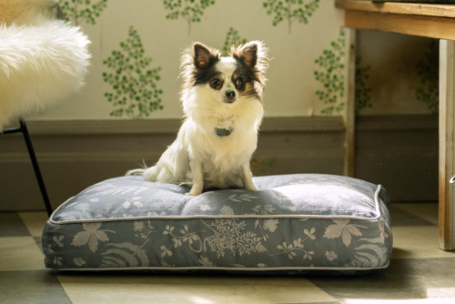 Cushion Dog Bed | Omlet