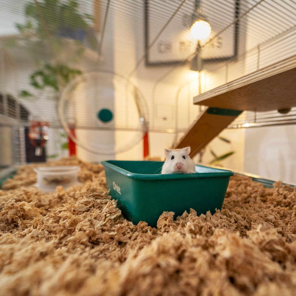 Hamster Sand Bath | Omlet