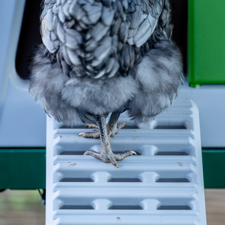 Ultimate Ladder for Eglu Cube Chicken Coop | Omlet