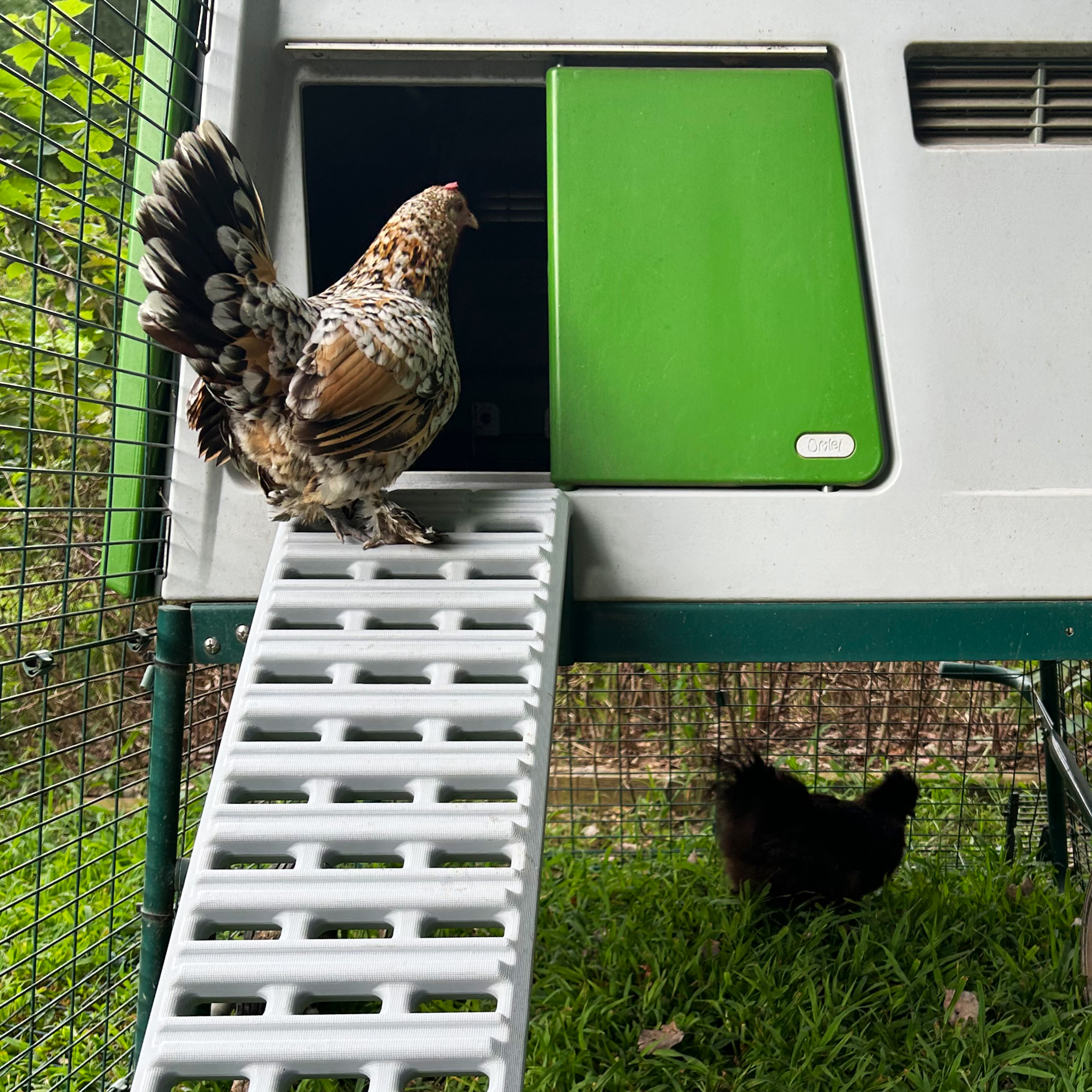 Ultimate Ladder for Eglu Cube Chicken Coop | Omlet