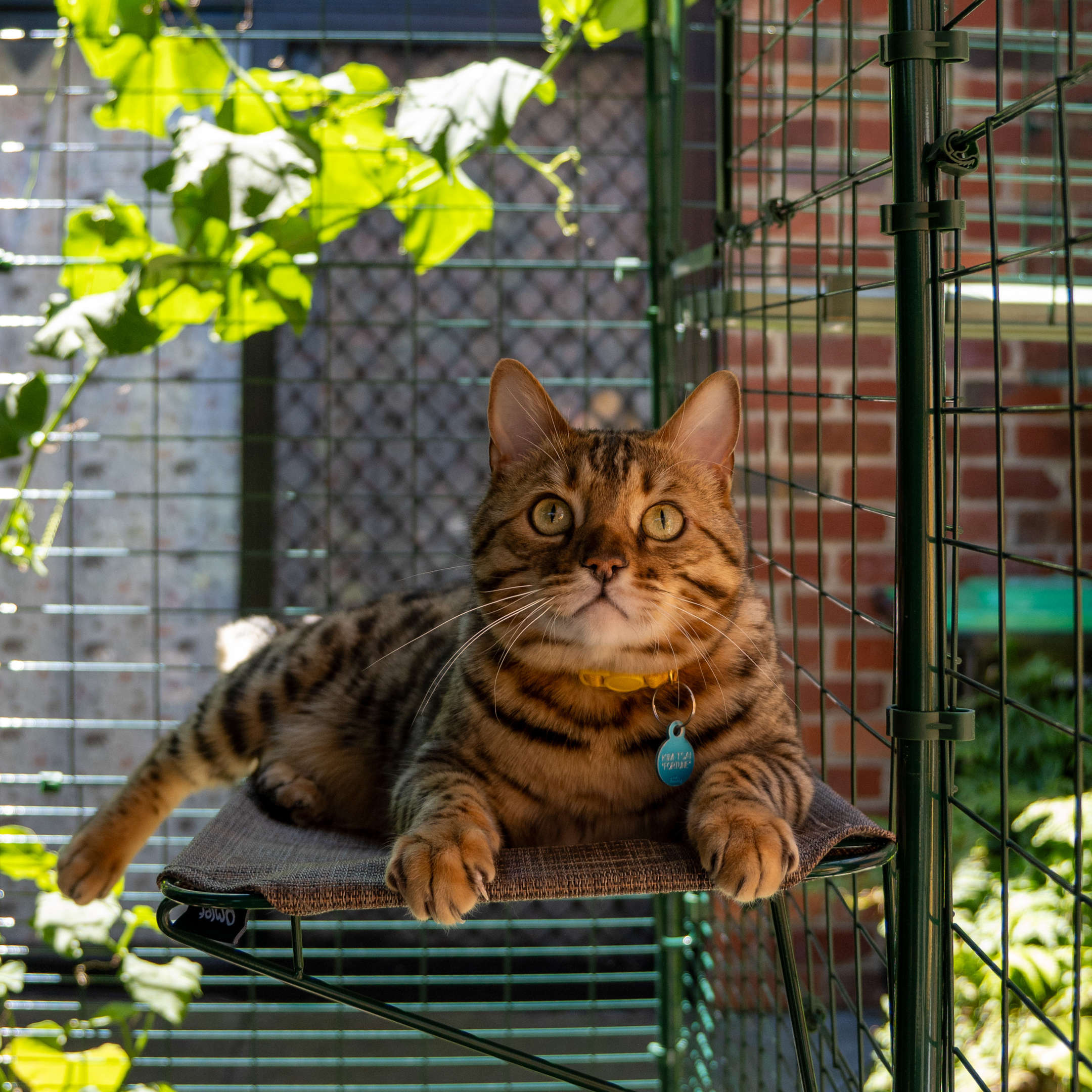 Outdoor cat shelf | Omlet