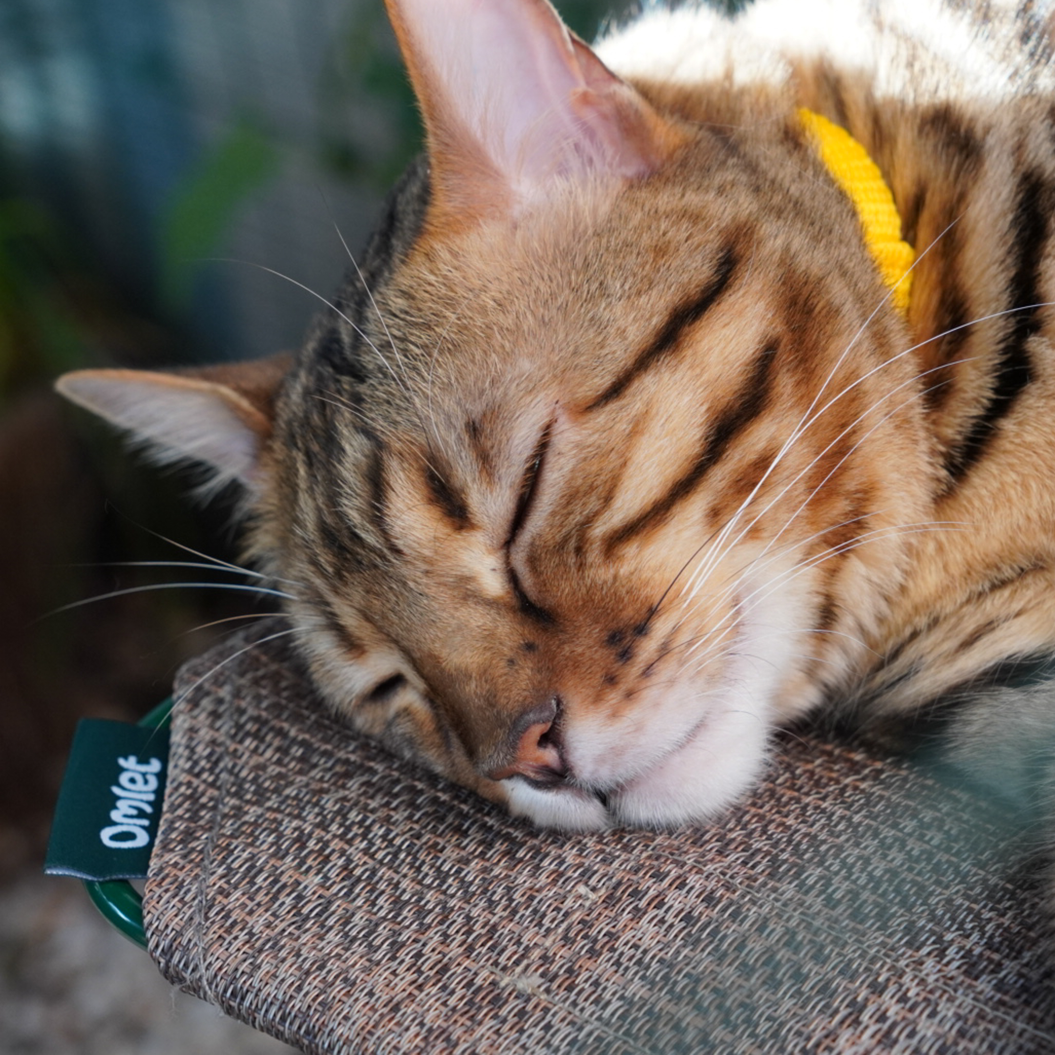 Outdoor cat shelf | Omlet
