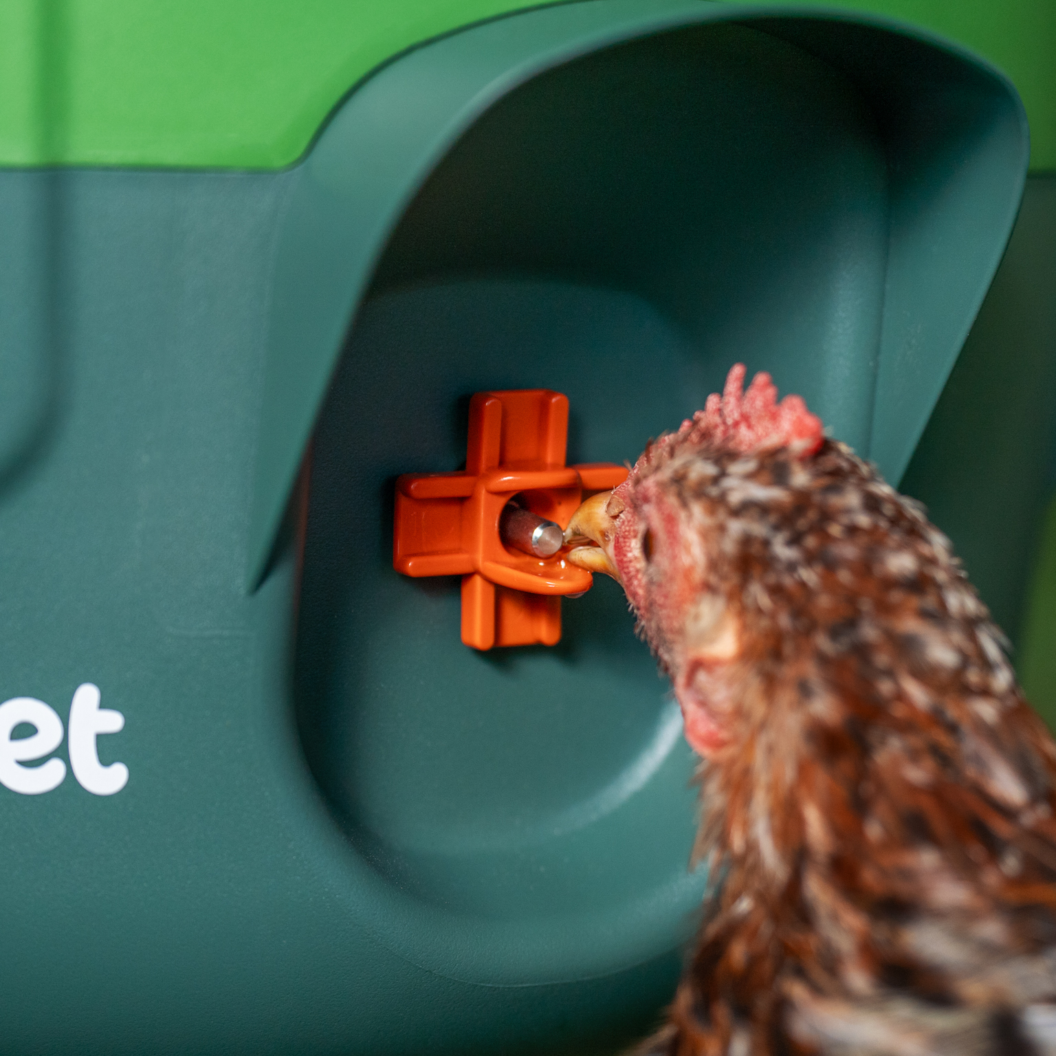 Insulated Stay Clean Chicken Drinker that keeps water fluid in the ...