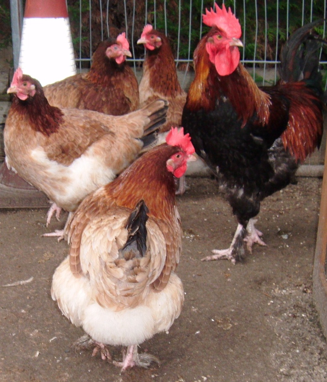 Marans For Sale | Chickens | Breed Information | Omlet