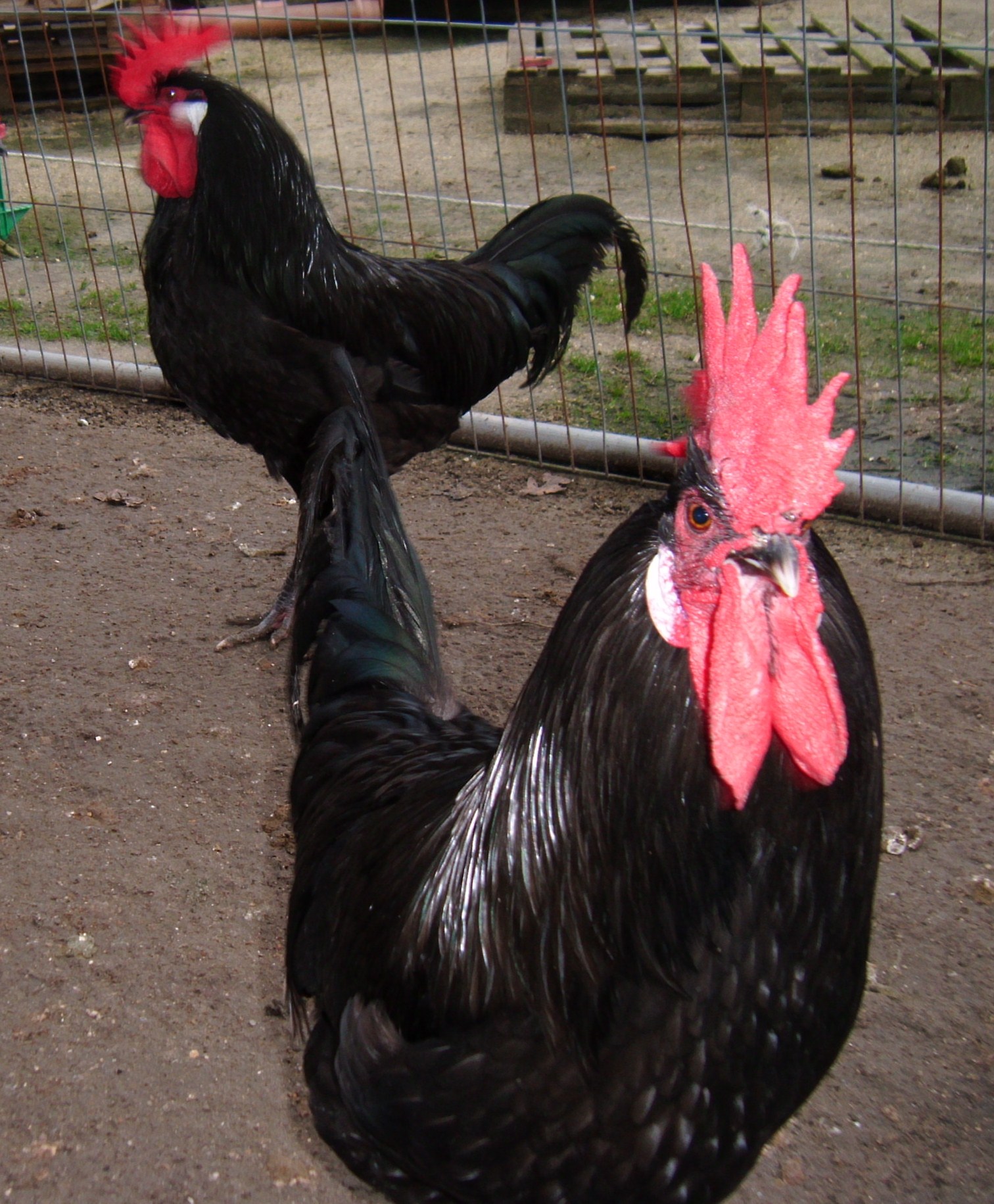Andalusian For Sale | Chickens | Breed Information | Omlet