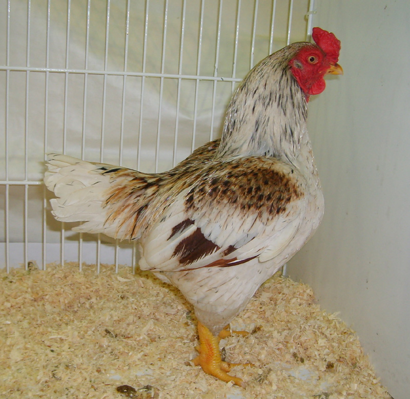 Indian Game For Sale | Chickens | Breed Information | Omlet