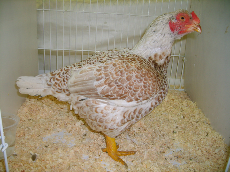 Indian Game For Sale | Chickens | Breed Information | Omlet