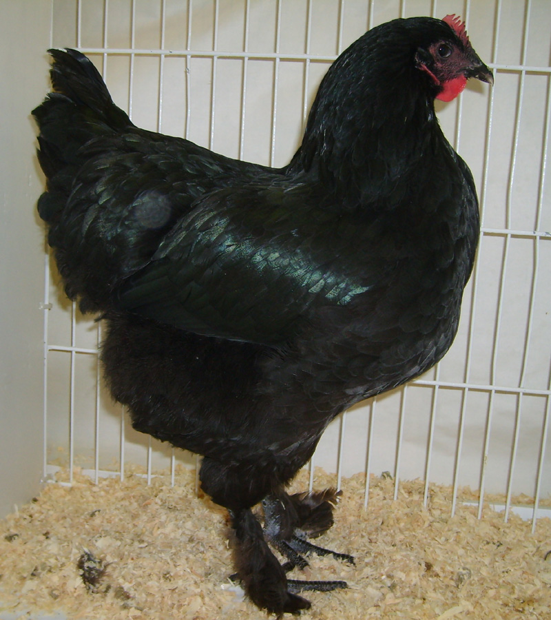 Croad Langshan For Sale | Chickens | Breed Information | Omlet