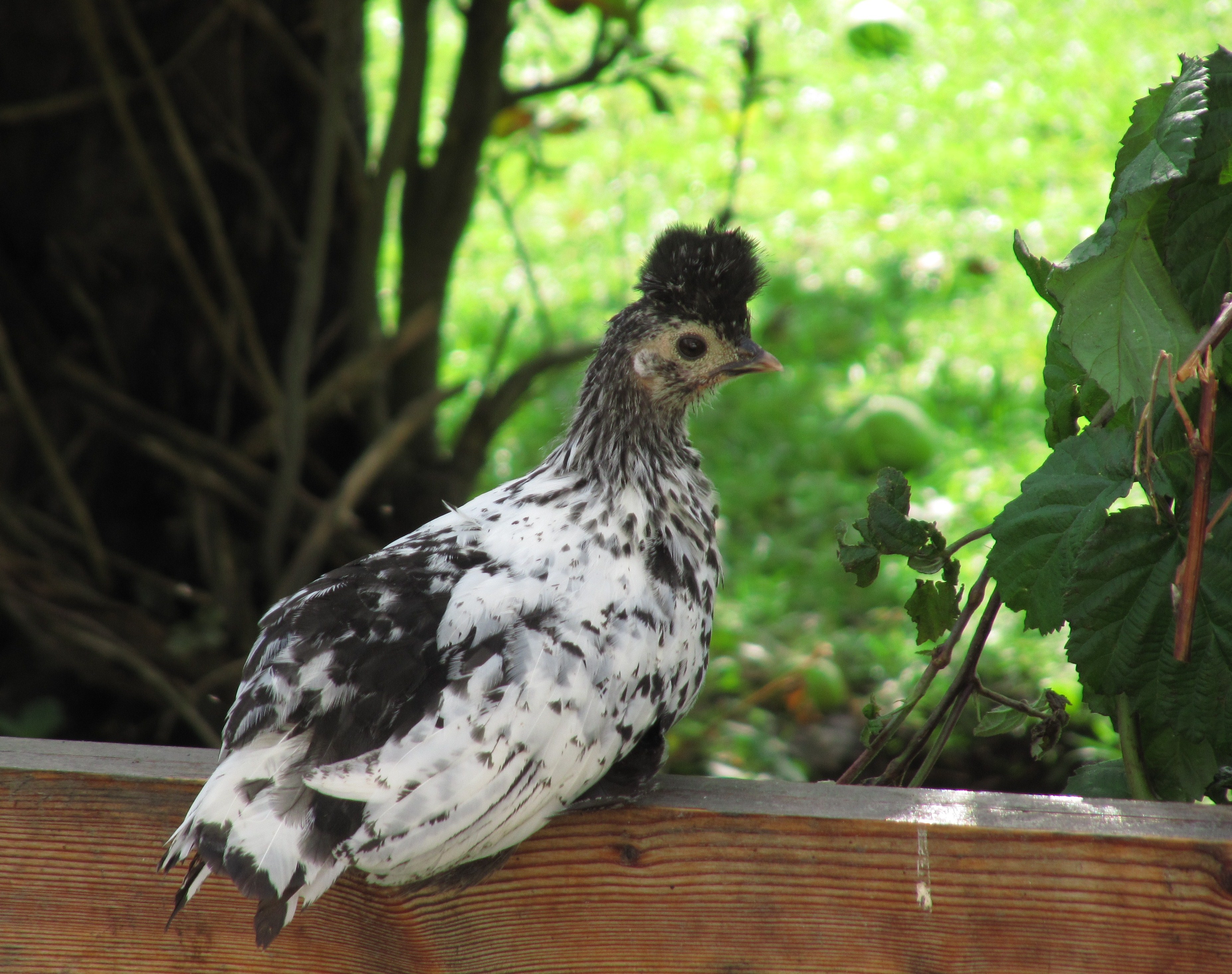 Appenzeller Spitzhauben For Sale | Chickens | Breed Information | Omlet