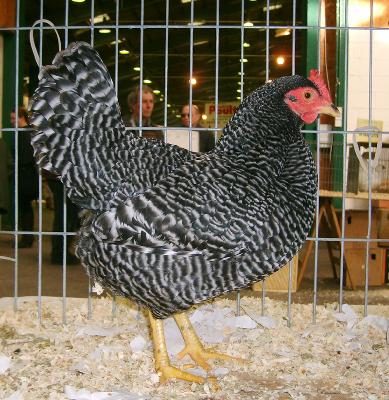 Scots Grey For Sale | Chickens | Breed Information | Omlet