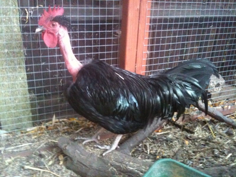 Naked Neck For Sale | Chickens | Breed Information | Omlet