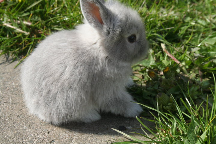 Dwarf Lop For Sale | Rabbits | Breed Information | Omlet