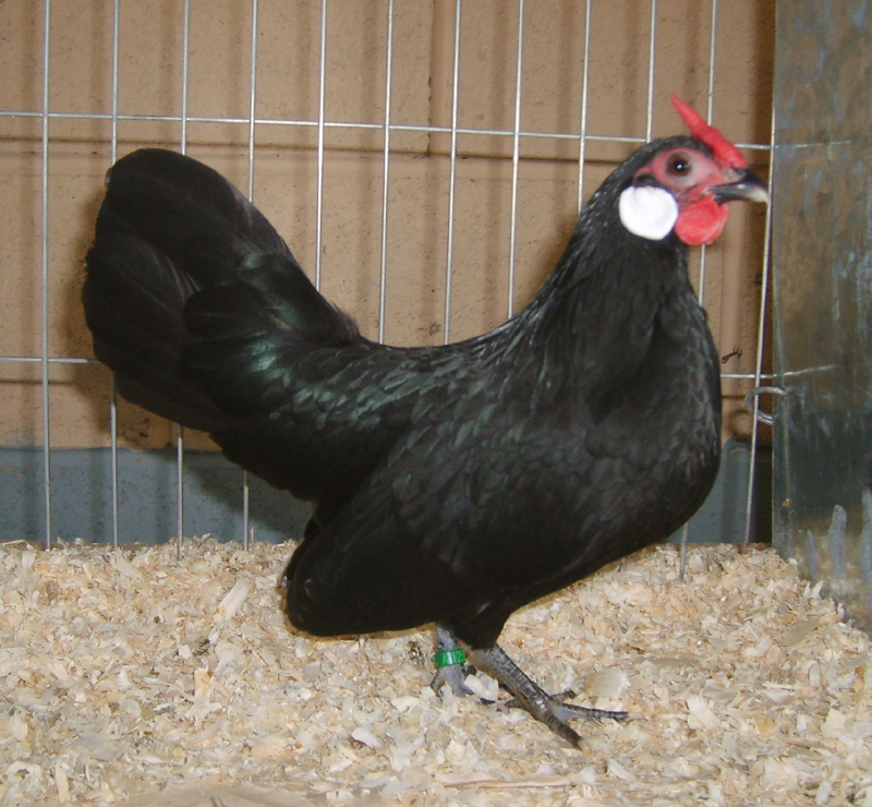Rosecomb Bantam For Sale | Chickens | Breed Information | Omlet