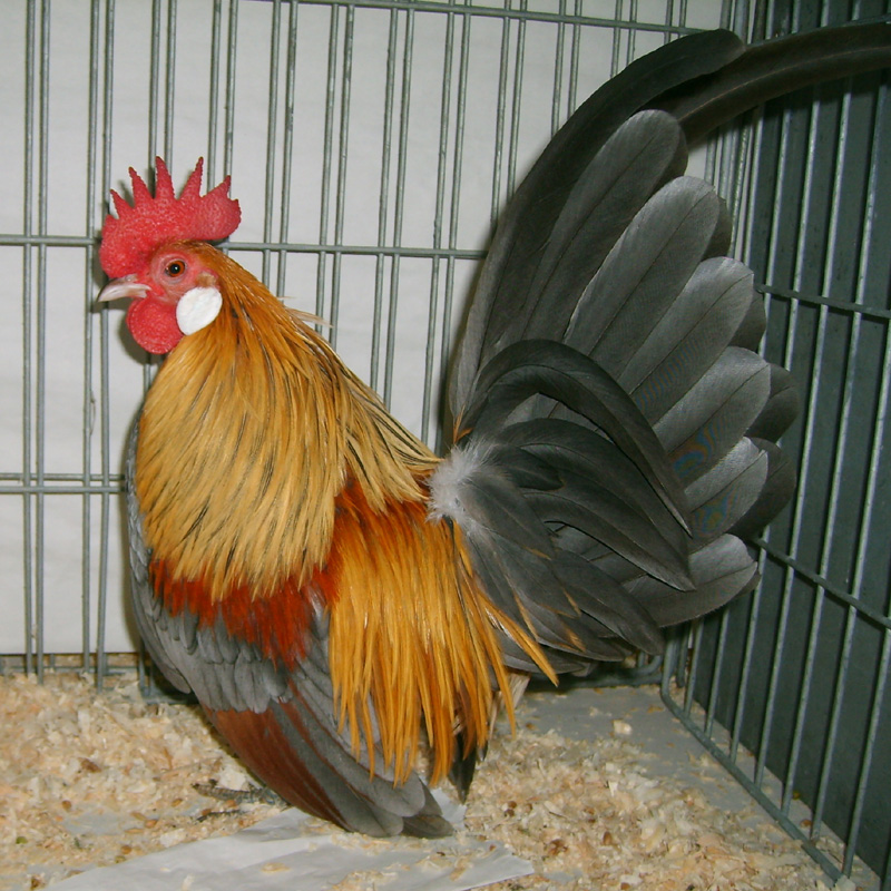Dutch Bantam For Sale | Chickens | Breed Information | Omlet