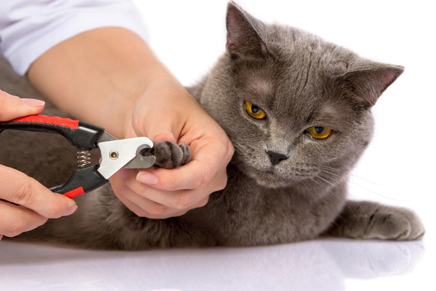 How To Clip A Cat s Claws Cat Care Cats Guide Omlet UK