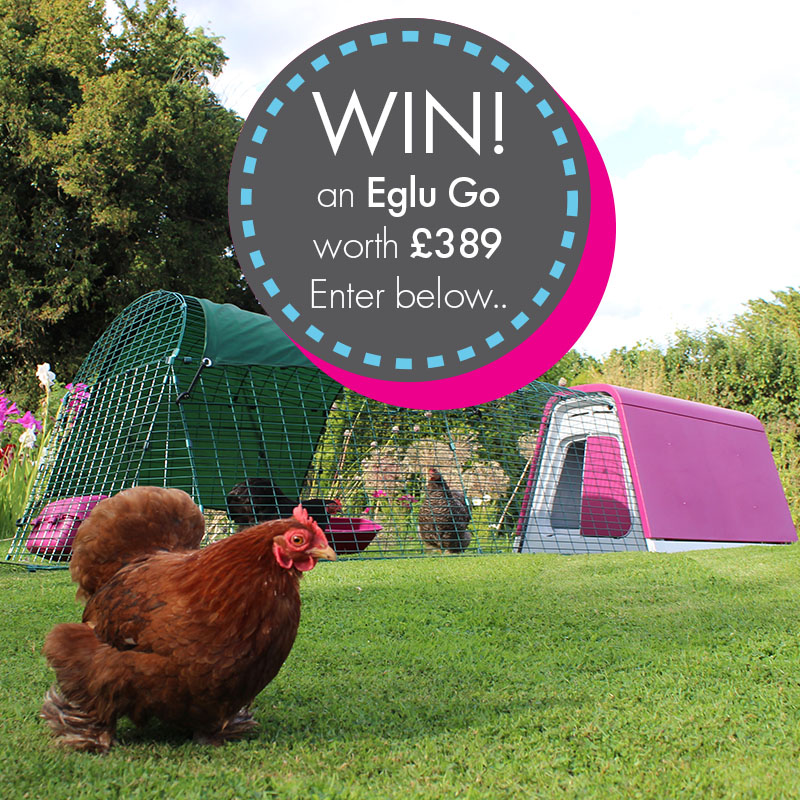 Enter our Competition today to be in with the chance of winning an Eglu ...