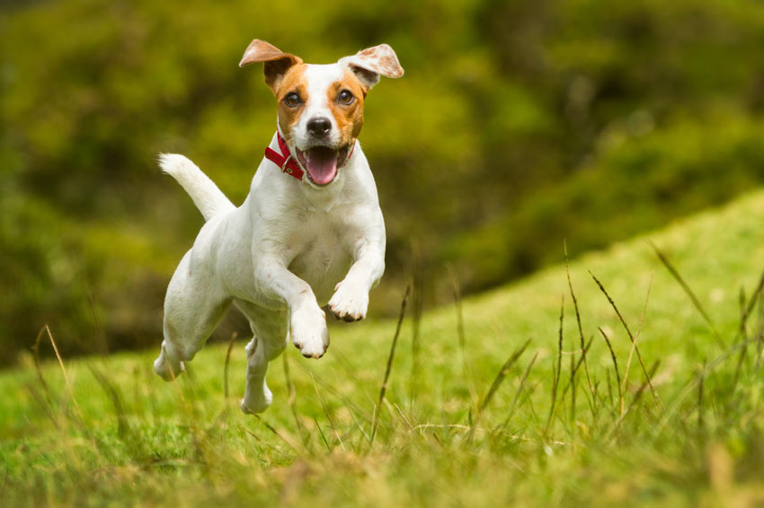 How Do Dogs Find Their Way Home? | FAQs | Dogs | Guide | Omlet UK