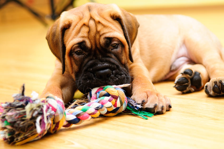 What Is A Good Schedule For A Puppy