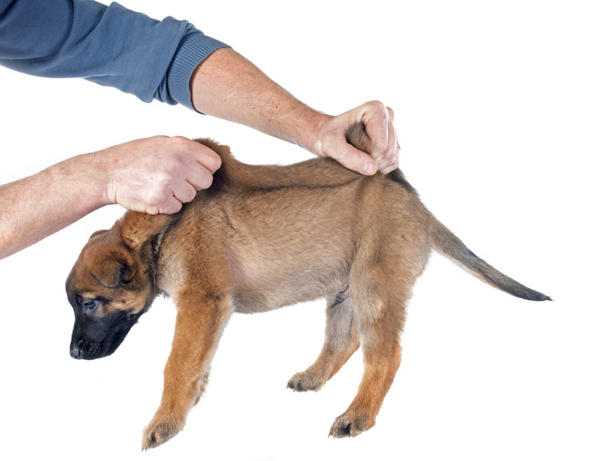 The Best Ways To Pick Up Your Dog | Daily Care Of A Dog | Dogs | Guide ...