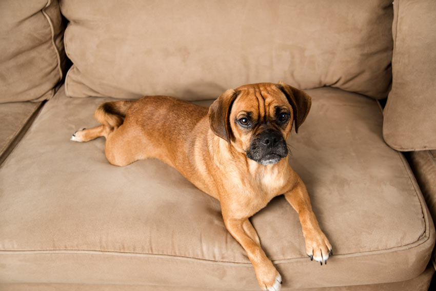 Crossbreed Dogs | Choosing The Right Dog For You | Dogs | Guide | Omlet UK