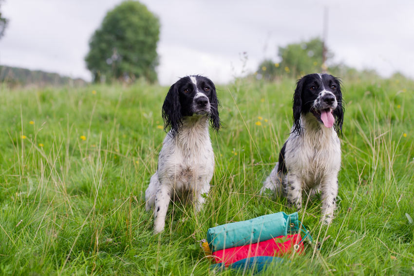 Dog Breed Groups | Choosing The Right Dog For You | Dogs | Guide | Omlet UK