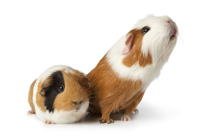 How Much Do Guinea Pigs Cost Should I Get Guinea Pigs Guinea Pigs How Much Do Guinea Pigs Cost Should I Get Guinea Pigs Guinea Pigs