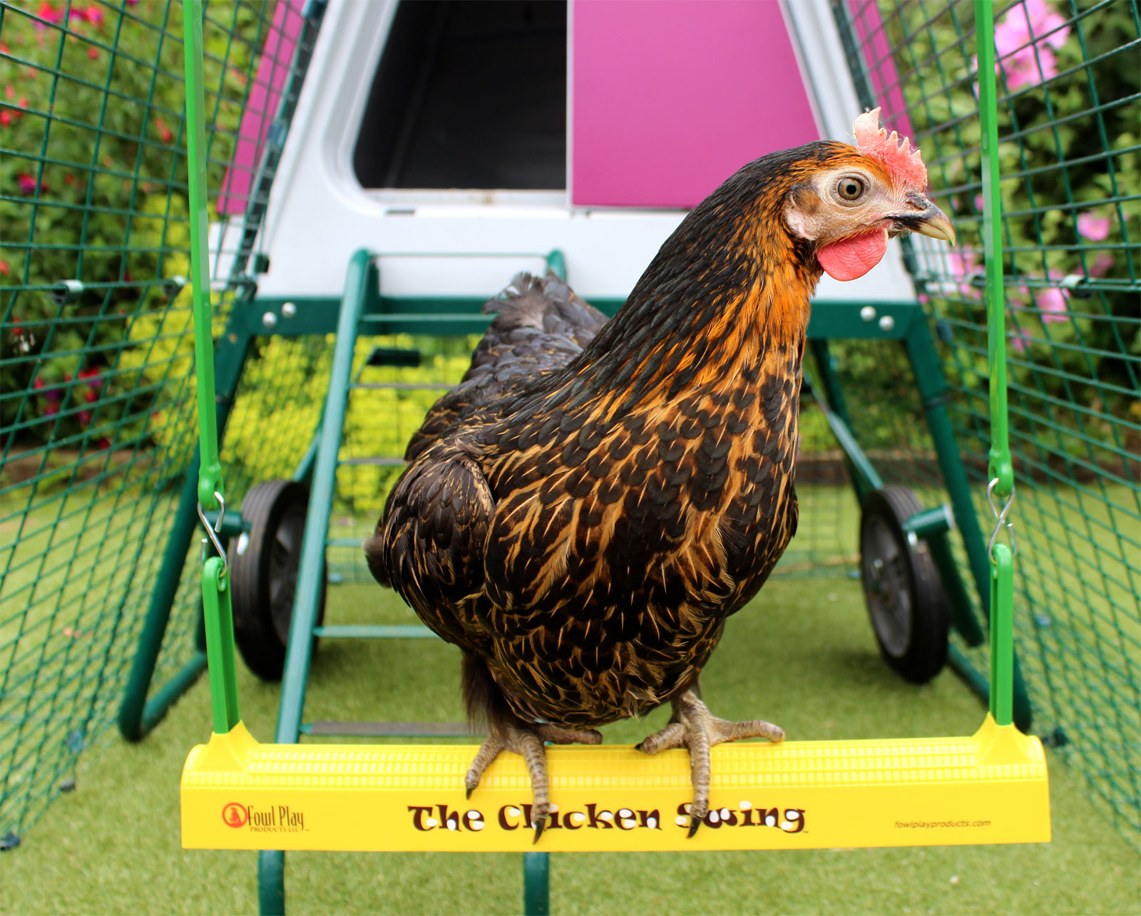 The Chicken Swing | Omlet