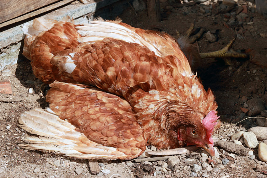 Possible Ailments | Chicken Health | Chickens | Guide | Omlet US