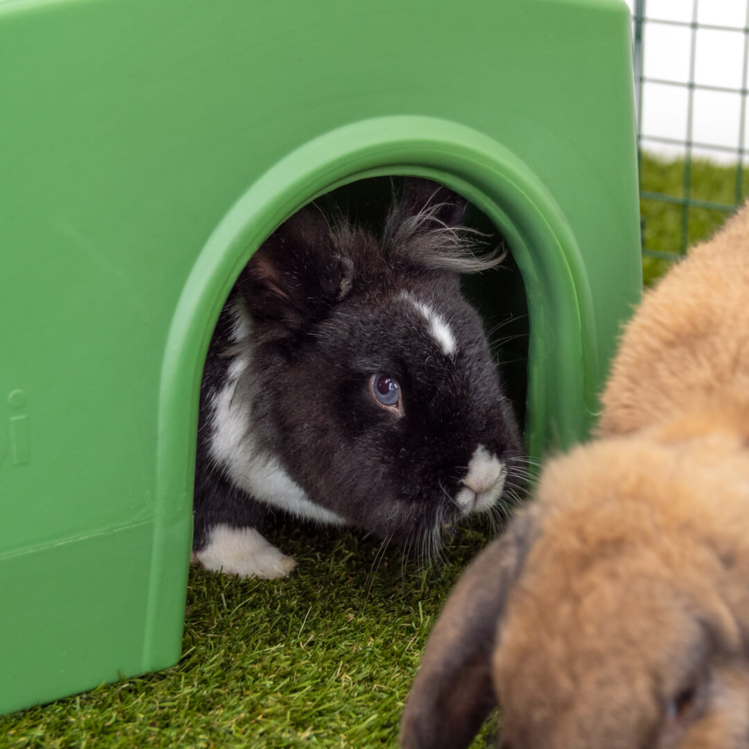 Zippi Rabbit Shelter - Green | Omlet